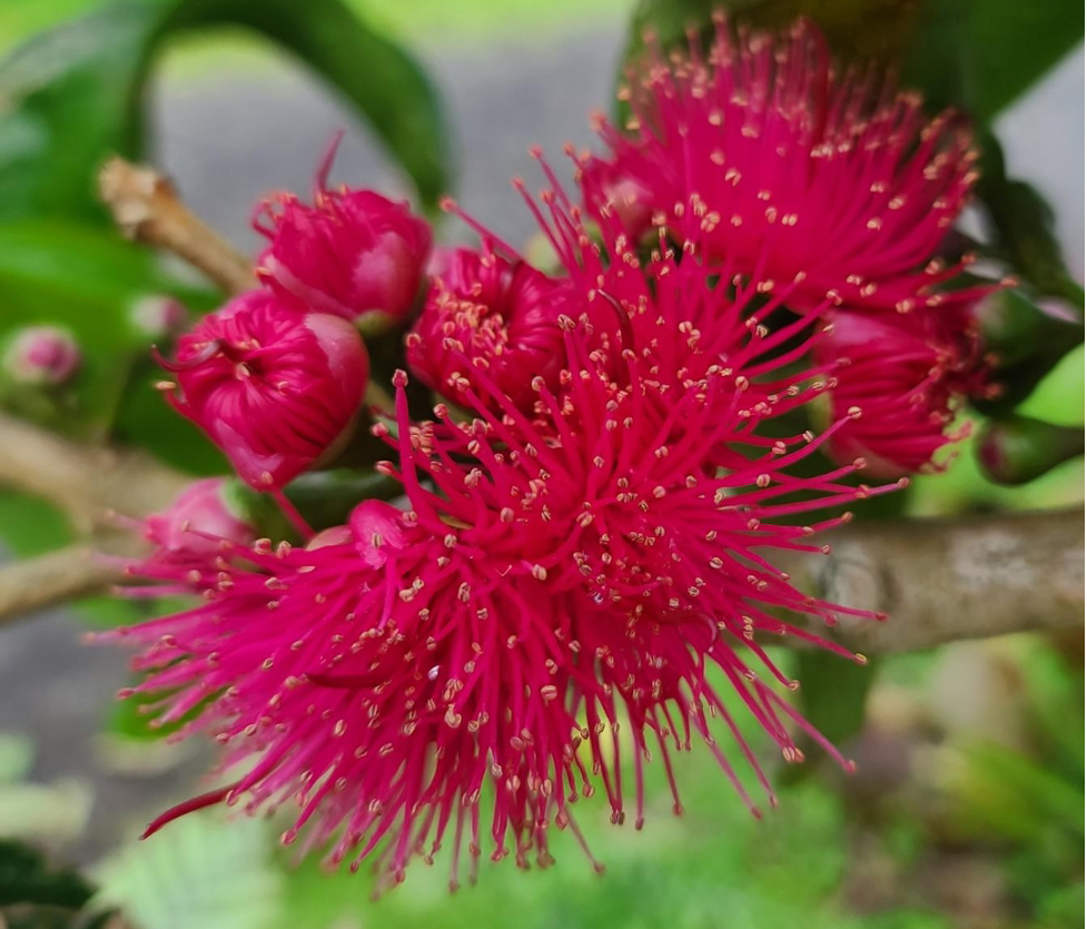 The Legendary ʻŌhiʻa Lehua Tree [Must Read] - Buddha’s Cup