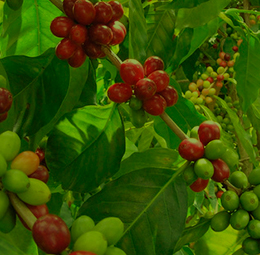 Buddha’s Cup Gifts | Award Winning Pure100% Kona Coffees